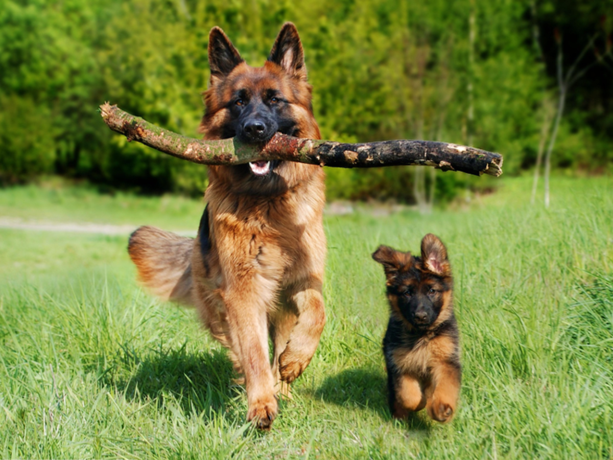 Becoming a Pet Whisperer